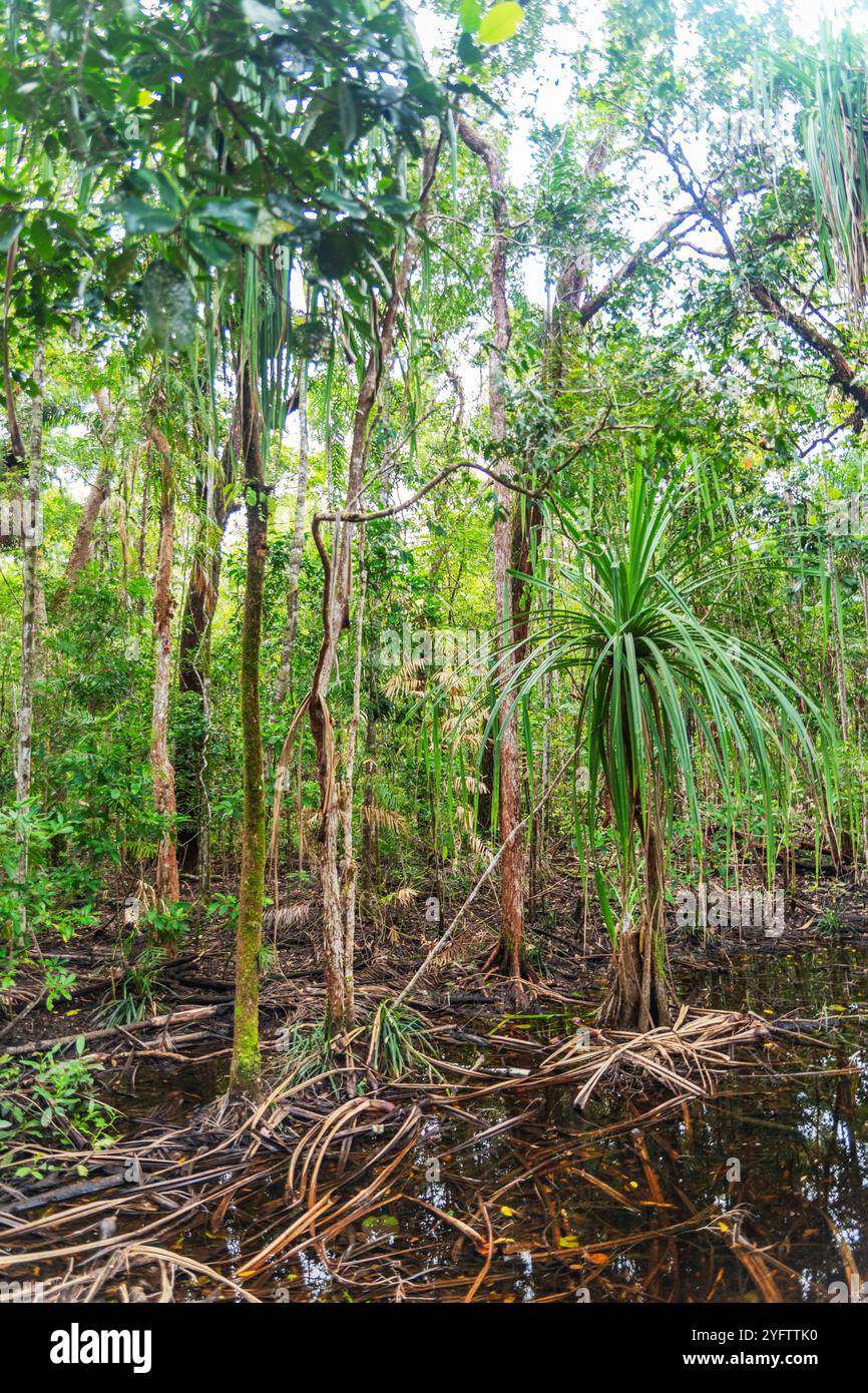 Tropical rainforest in Daintree River National Park in Queensland ...