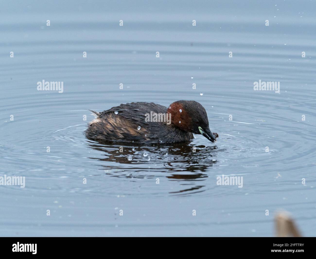 Little grebe Tachybaptus ruficollis with a caddis fly larvae, Greylake ...