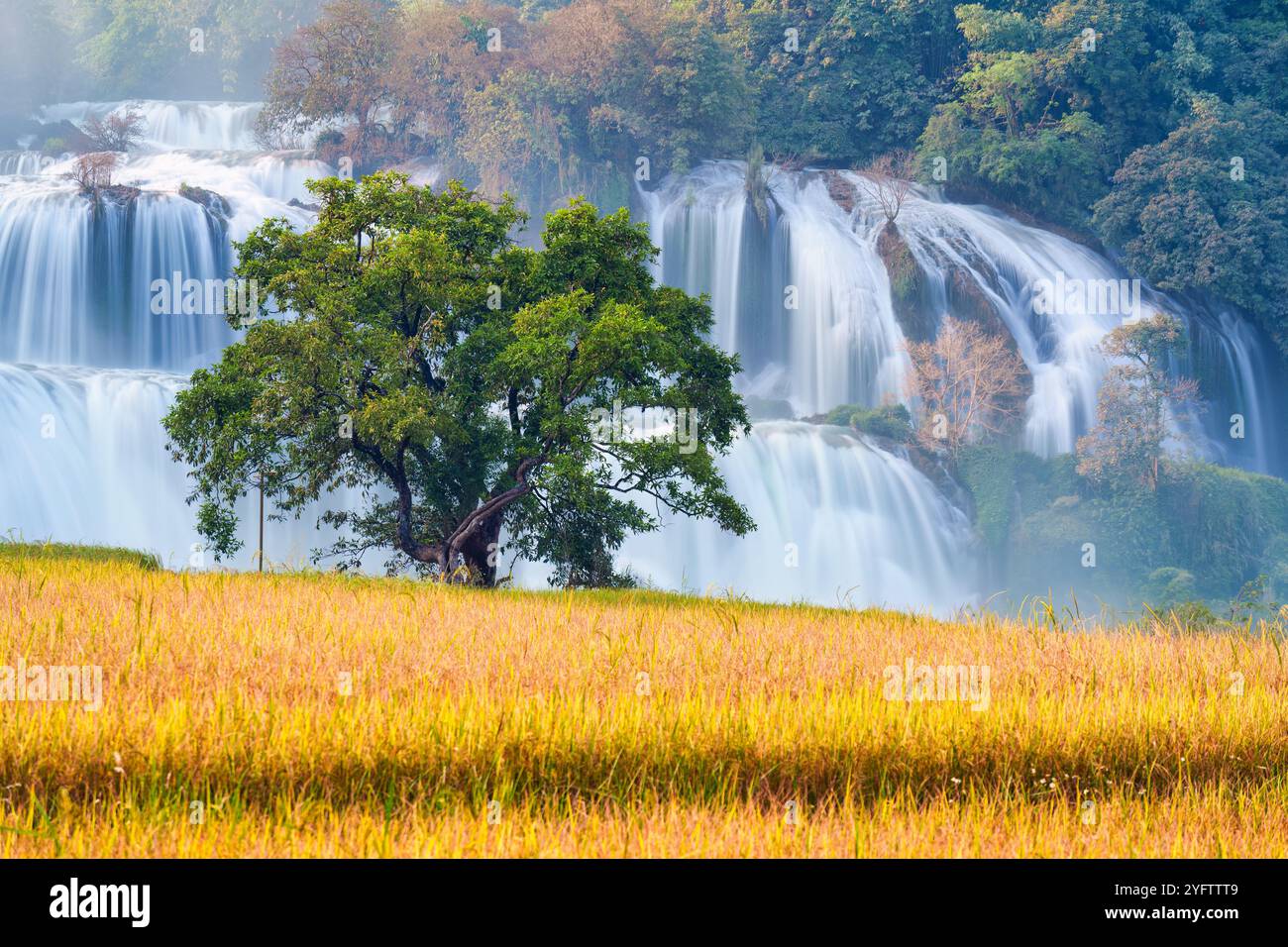 Majestic Ban Gioc waterfall flowing with big tree on rice field at Cao ...