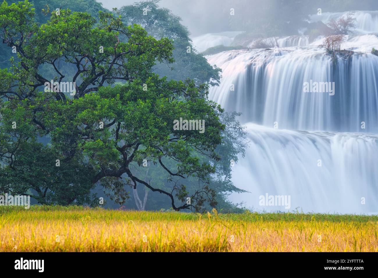 Majestic Ban Gioc waterfall flowing with big tree on rice field at Cao ...