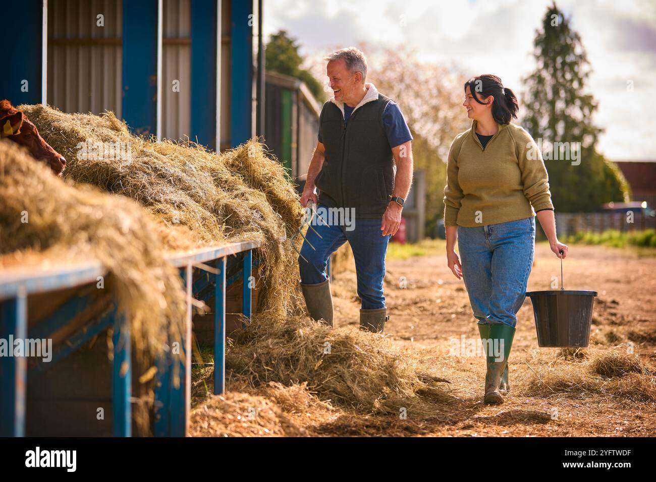 Male And Female Farm Workers Walking Across Yard Past Cattle Barn At ...
