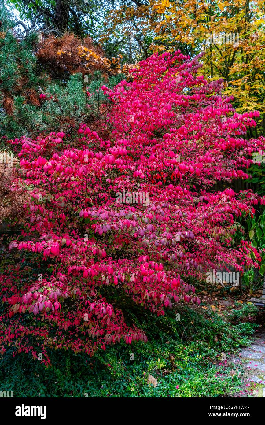 A rde bush and bench at Kubota Gardens in Seattle, Washington Stock ...