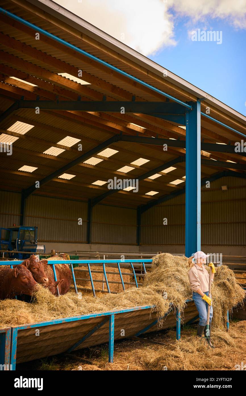 Woman cattle farmer using hi-res stock photography and images - Alamy
