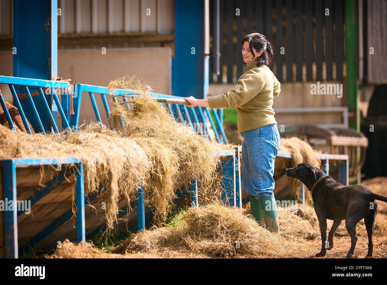 Female Farm Worker With Dog Using Pitchfork To Feed Hay To Cattle In ...