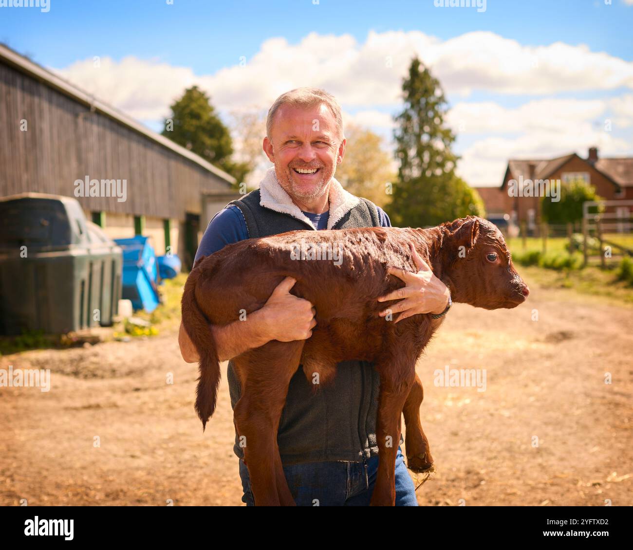 Portrait Of Mature Male Farm Worker Holding Young Calf Outside Barn ...