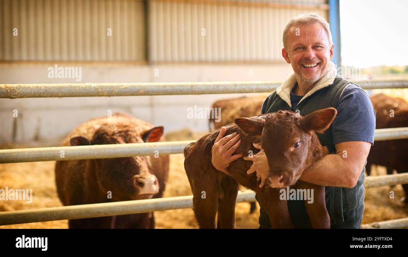 Portrait Of Mature Male Farm Worker Holding Young Calf In Barn Stock ...