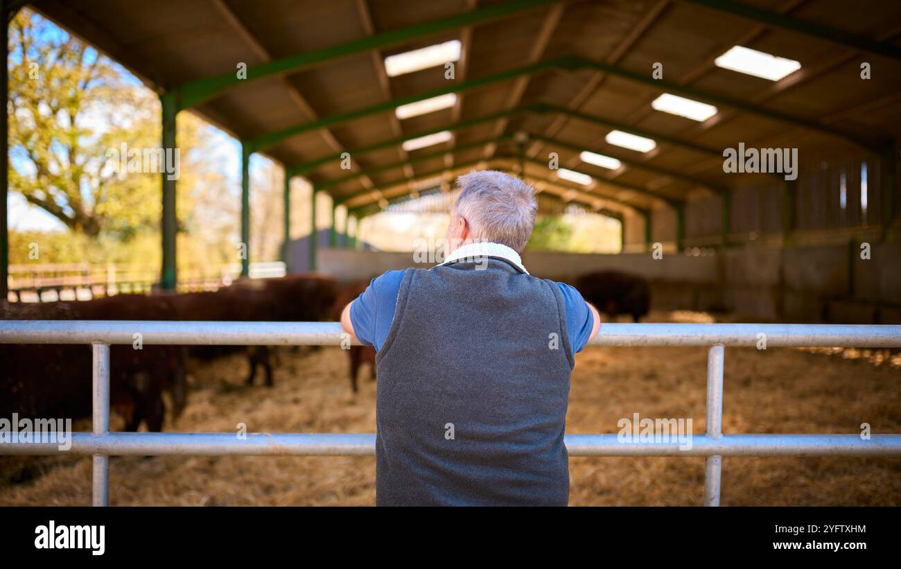 Rear View Of Mature Male Farm Worker Checking On Cattle In Barn Stock ...