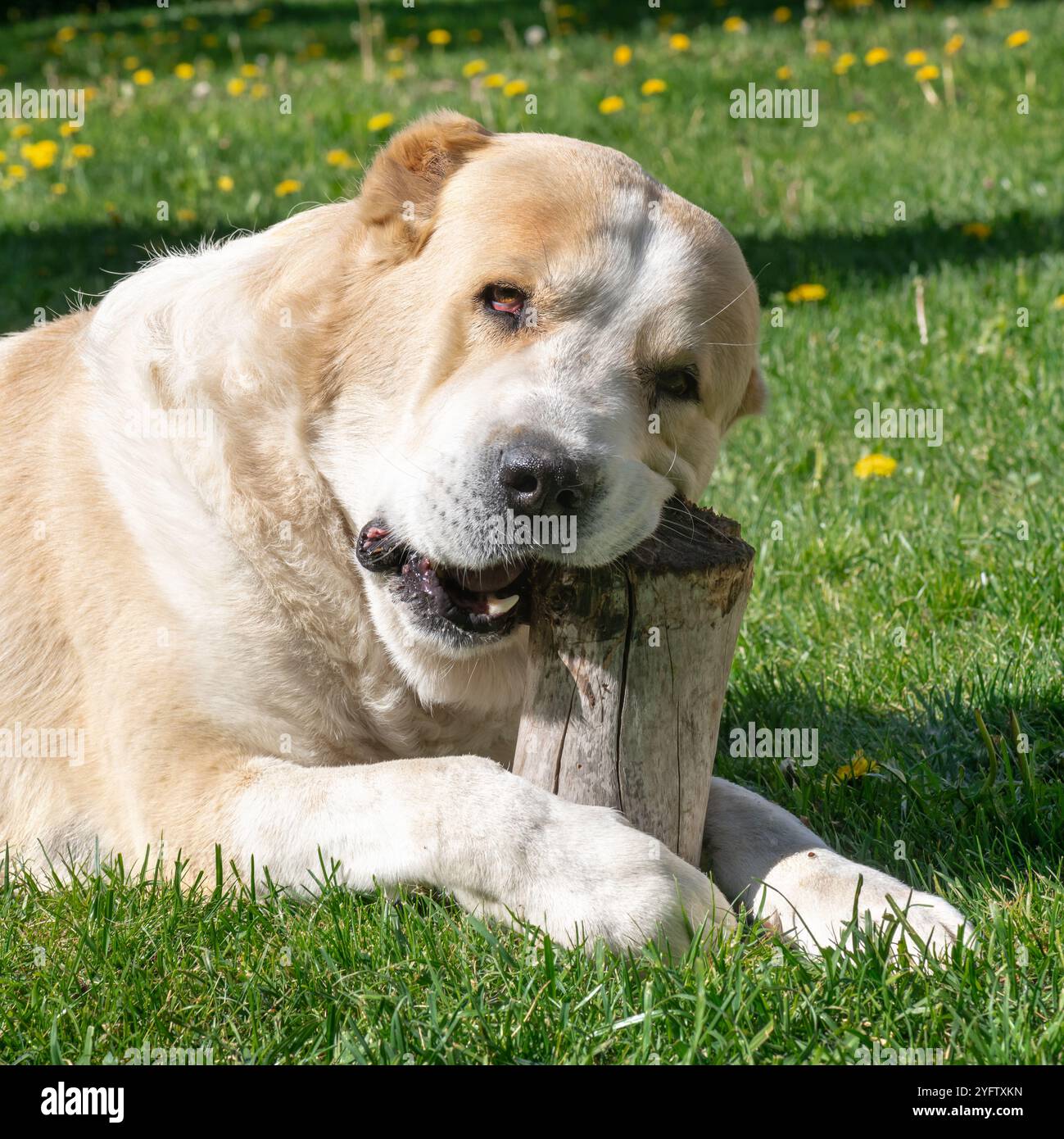 Central Asian Shepherd Dog alabai laying on summer green grass meadow ...