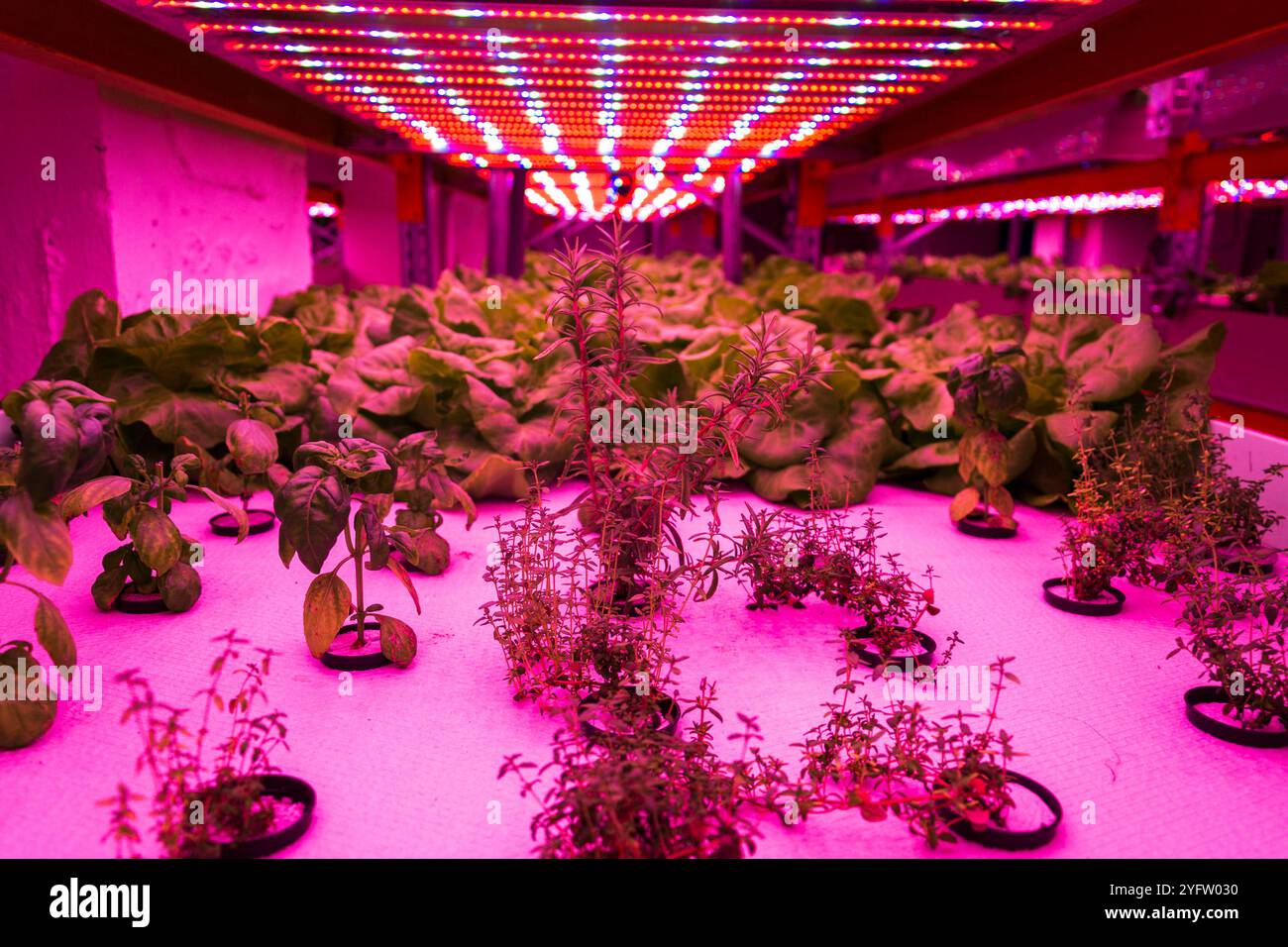 Led grow system hi-res stock photography and images - Alamy