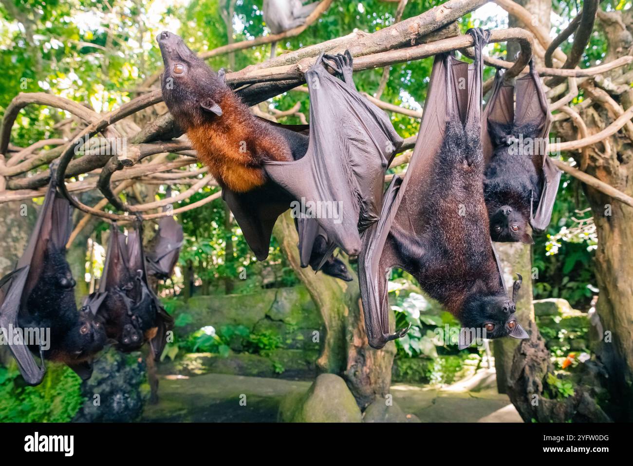 Fruit bat on Bali in Indonesia. Male bat. High quality photo Stock ...