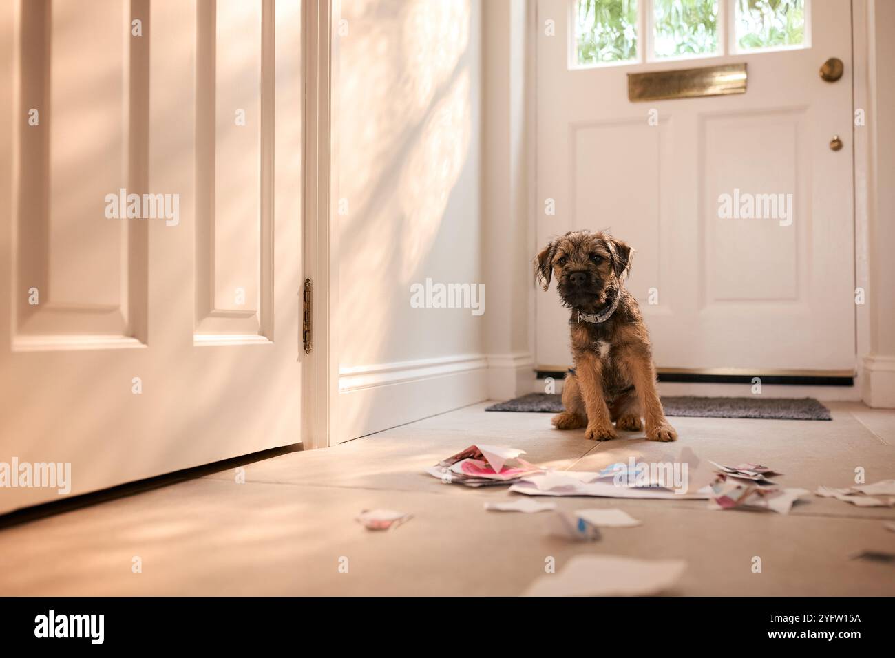 Badly Behaved Border Terrier Puppy Ripping Up Letters In Hallway Of ...