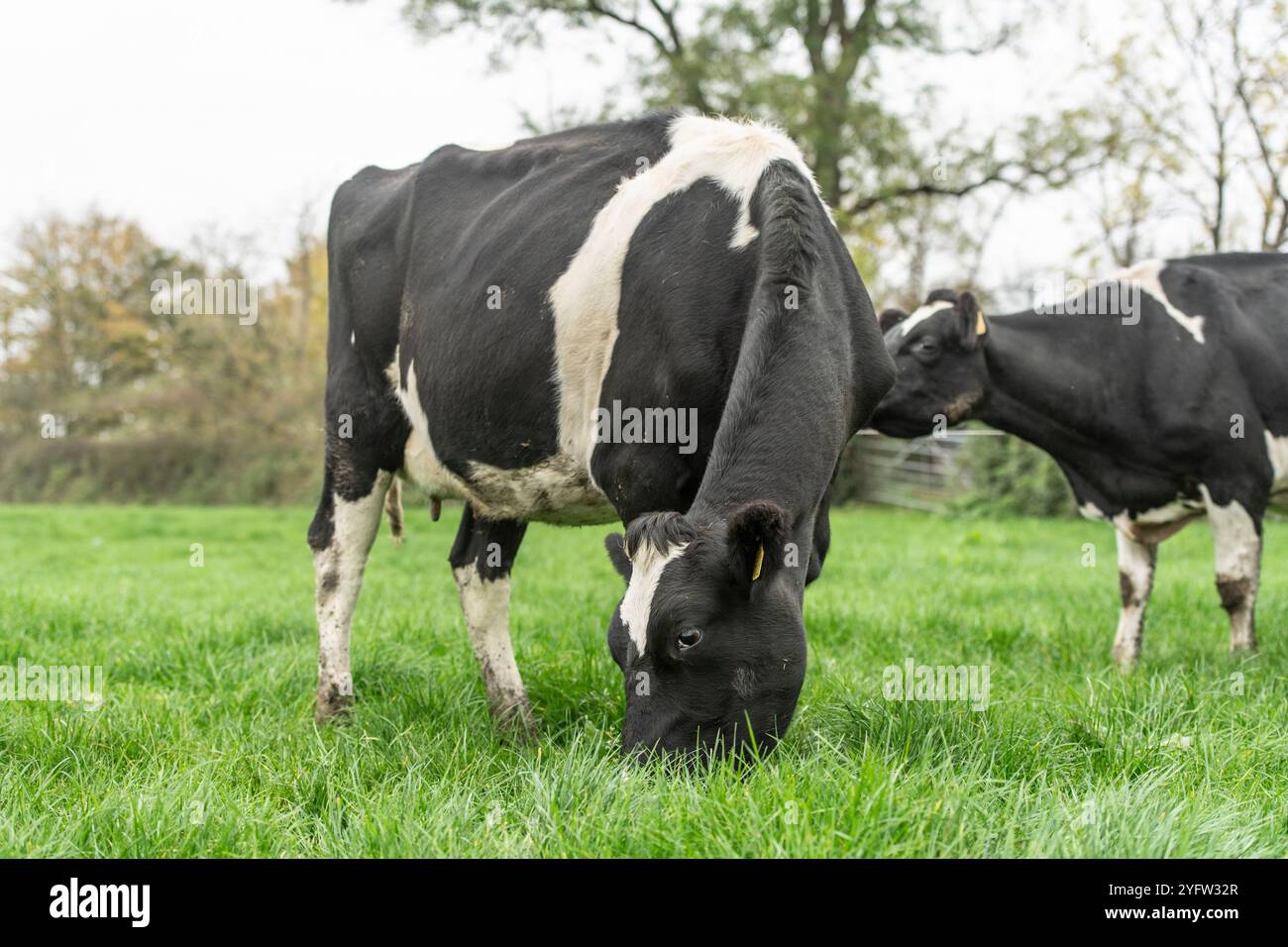 Dairy farmers milk hi-res stock photography and images - Alamy