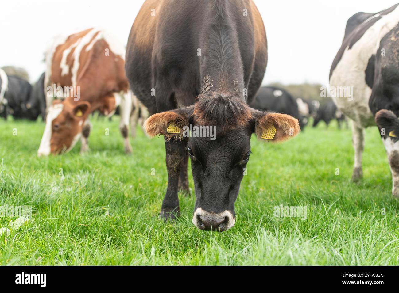 Farmers eating in field hi-res stock photography and images - Alamy
