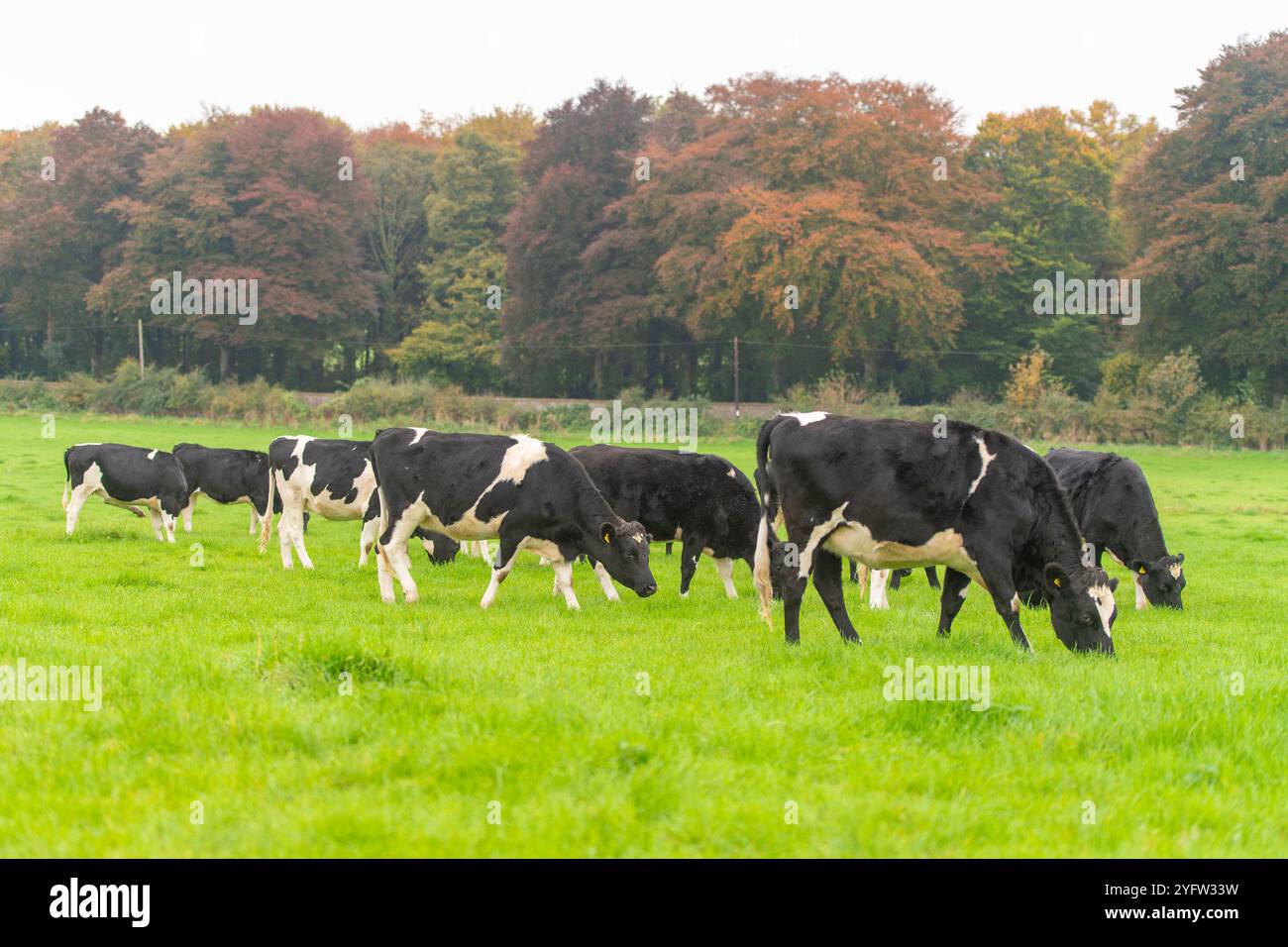Holstein cattle herd grazing hi-res stock photography and images - Alamy