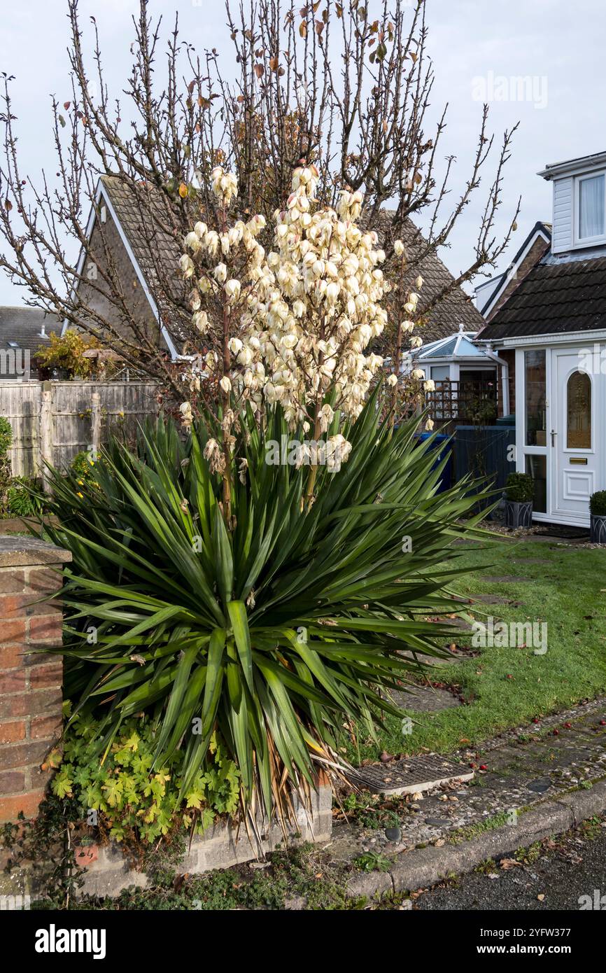Yucca garden plant in flower Stock Photo - Alamy