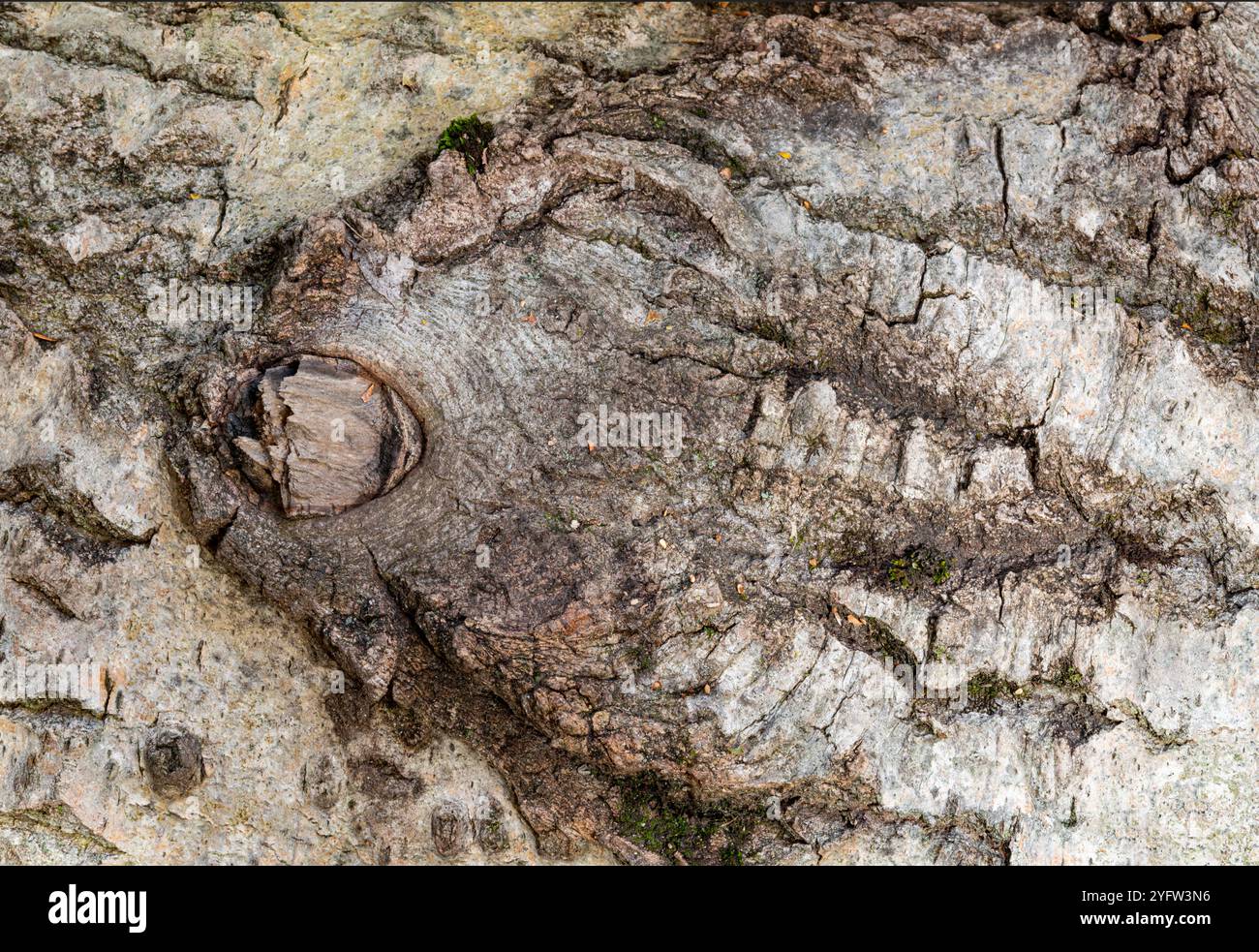 A knot and bark patterns look like the fish: Flounder. Mink River ...