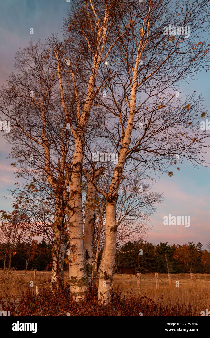 The moon is setting behind an early morning lit Birch tree on the ...