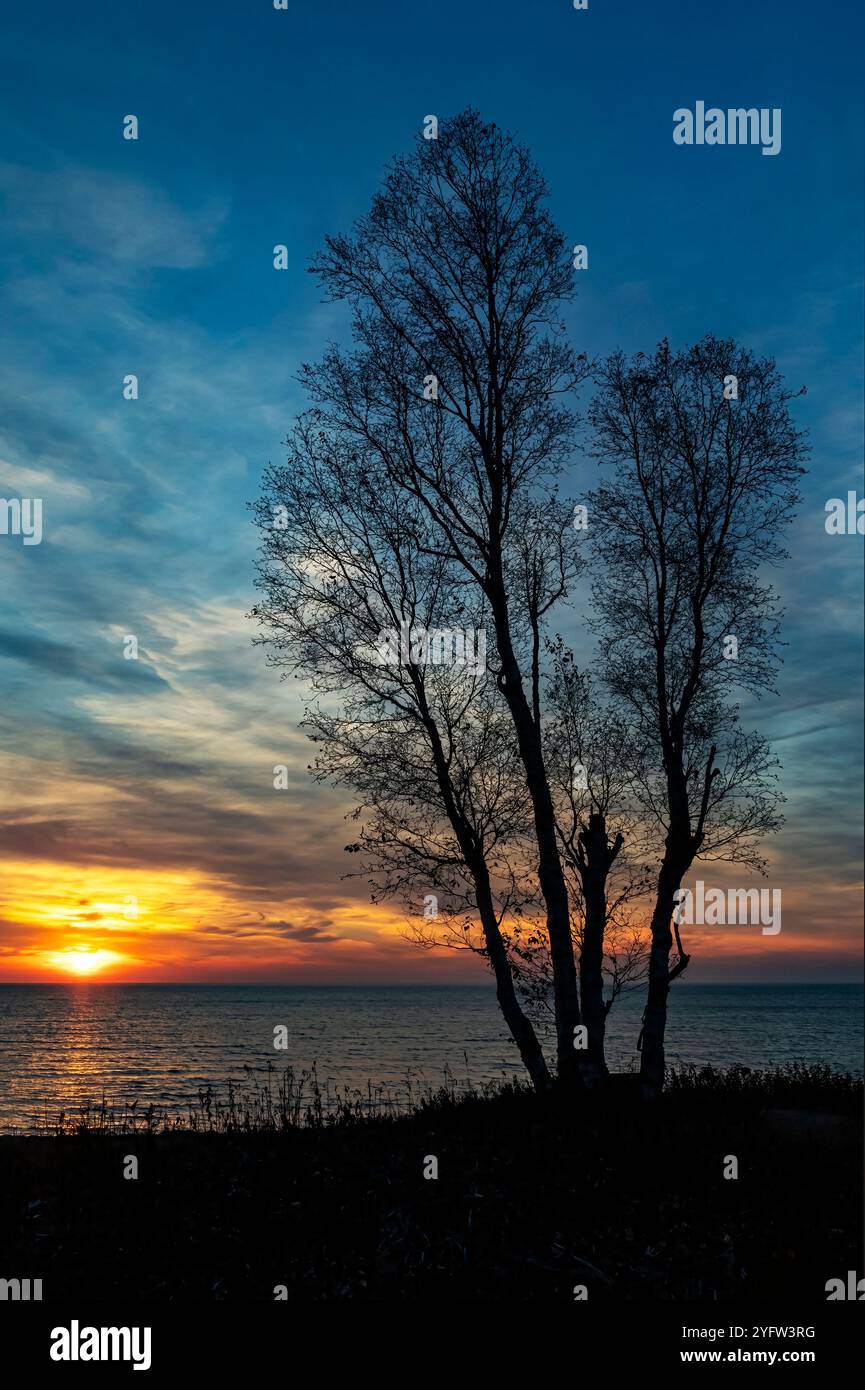 A shoreline Birch tree is sihouetted against a brilliant sunrise sky ...