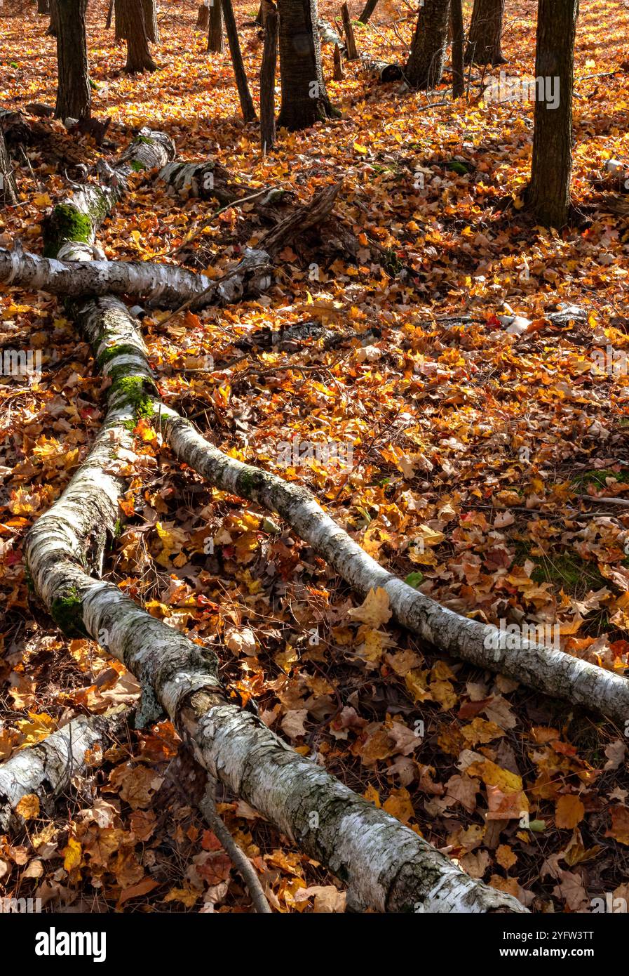 A birch tree lies on the forest floor returning nutrients to its former ...