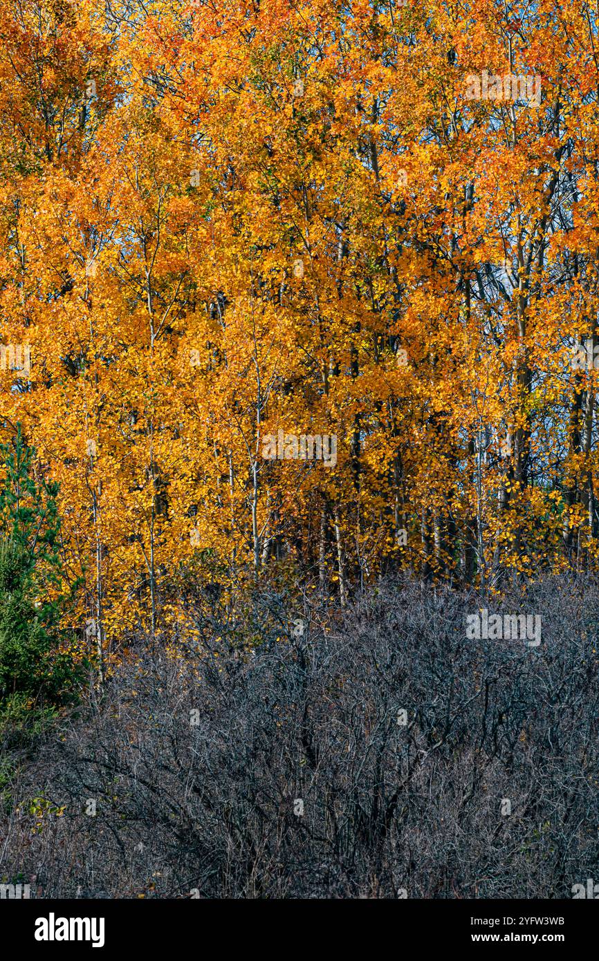 Aspen trees, a conifer and a now leafless shrub, create forest textures ...