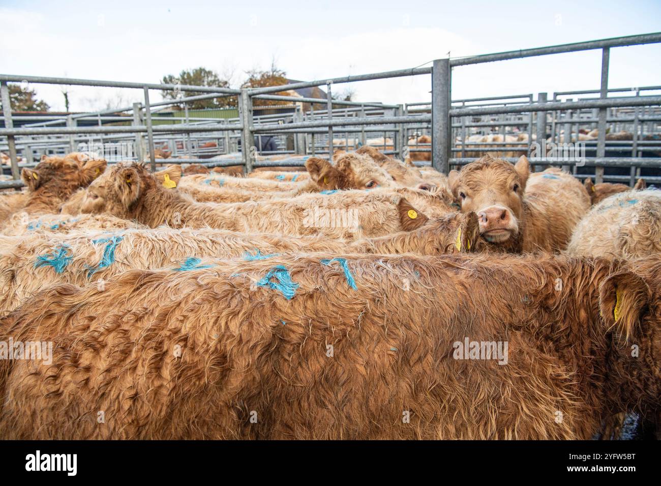Cattle market uk heifers hi-res stock photography and images - Alamy