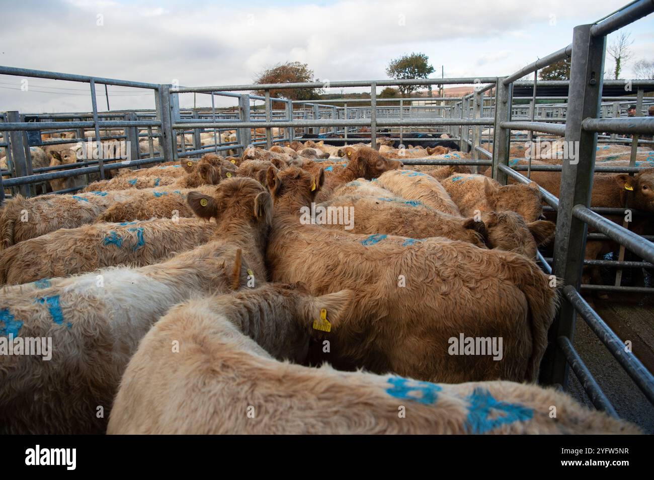 Livestock in countryside hi-res stock photography and images - Alamy