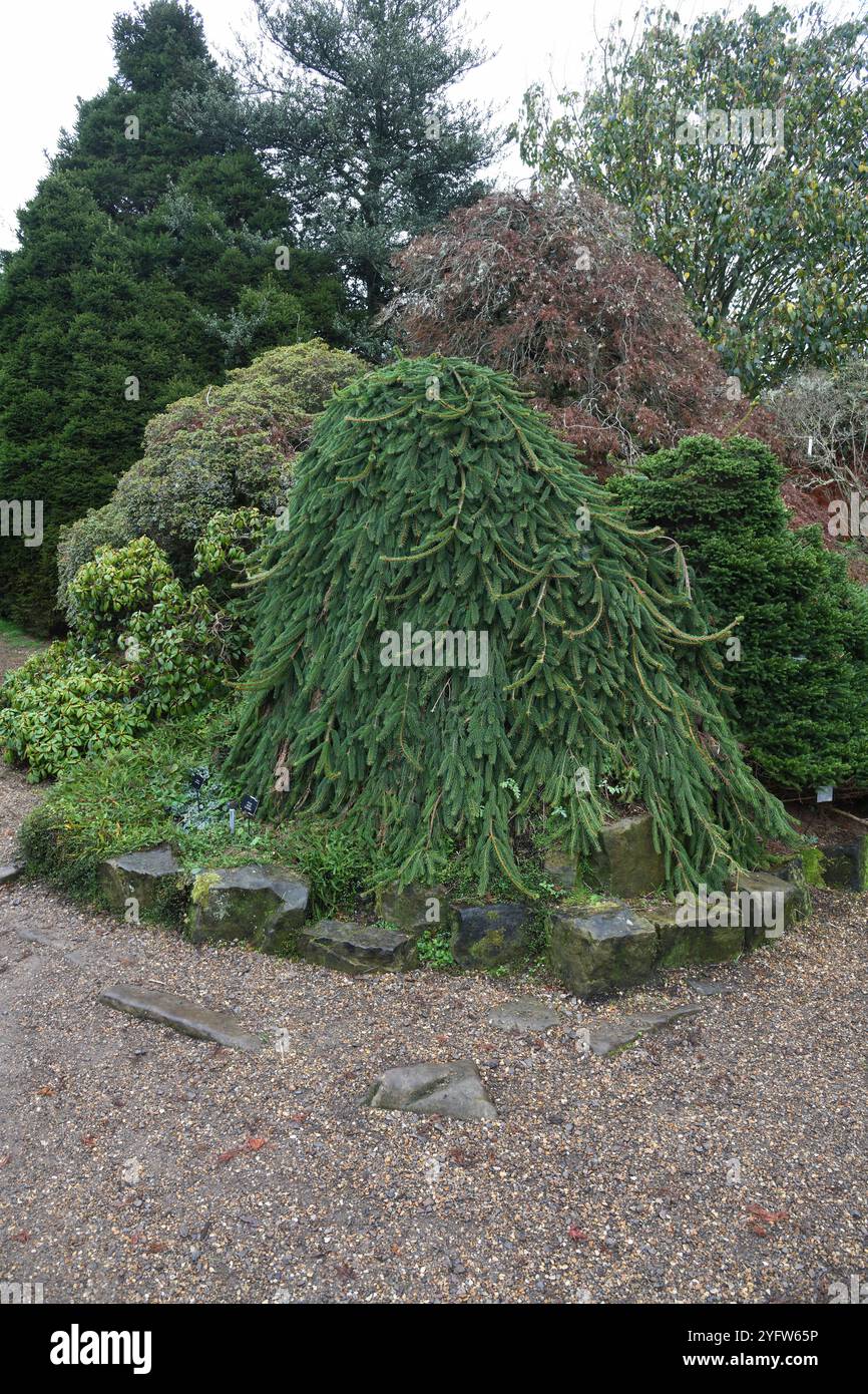 Picea abies inversa Stock Photo - Alamy