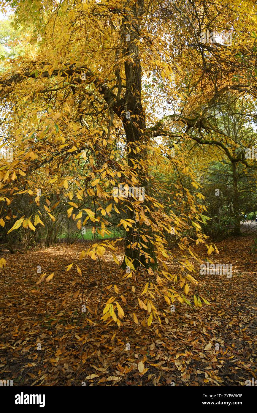 Nyssa sylvatica turning gold hi-res stock photography and images - Alamy