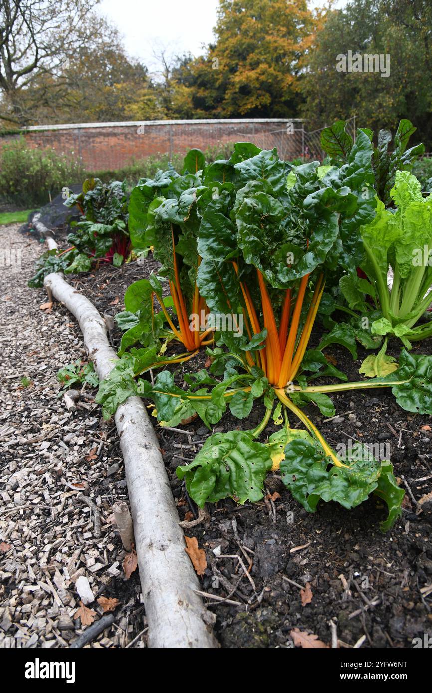 Vegetable plot at potager garden hi-res stock photography and images ...