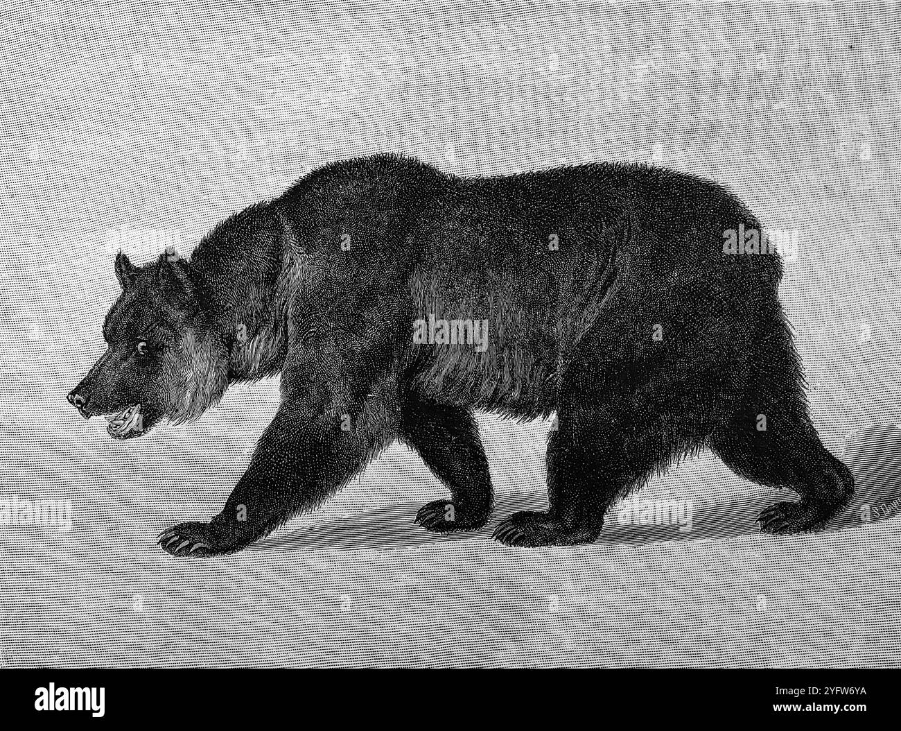 Victorian era geography hi-res stock photography and images - Alamy