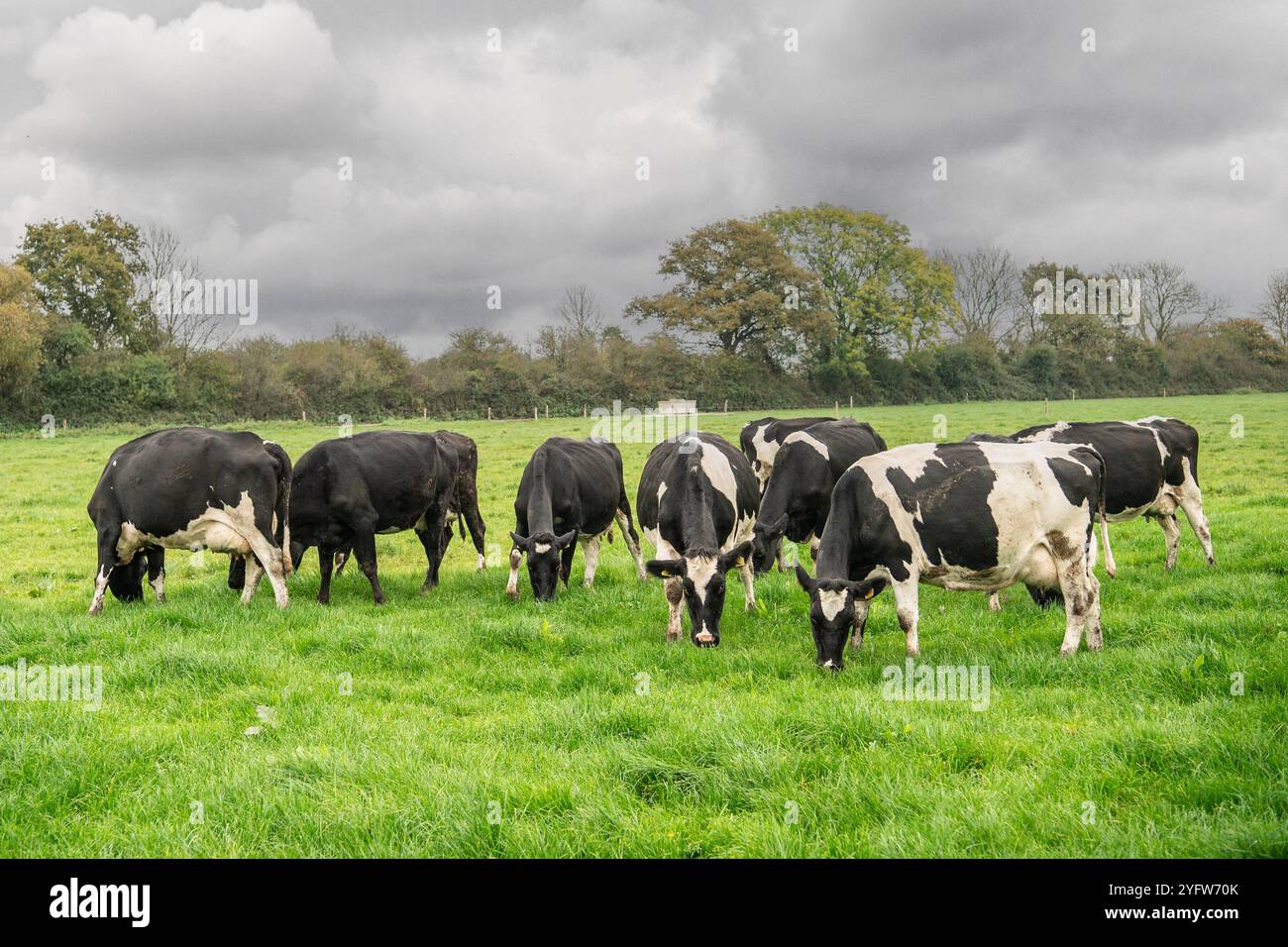 dairy cows grazing in a grass field Stock Photo - Alamy