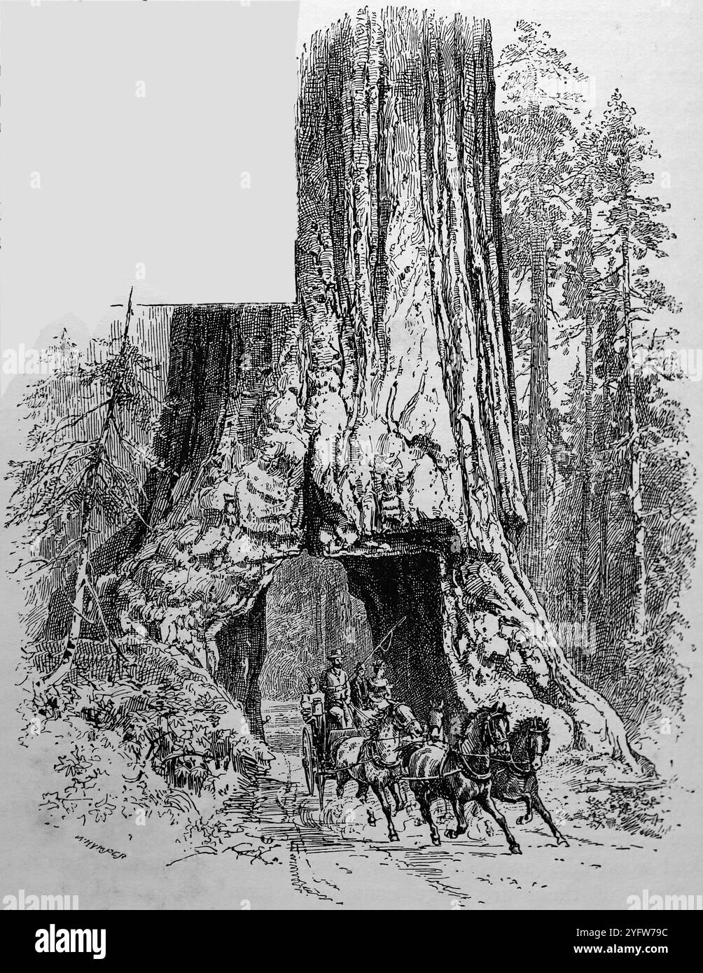 Wawona tree hi-res stock photography and images - Alamy