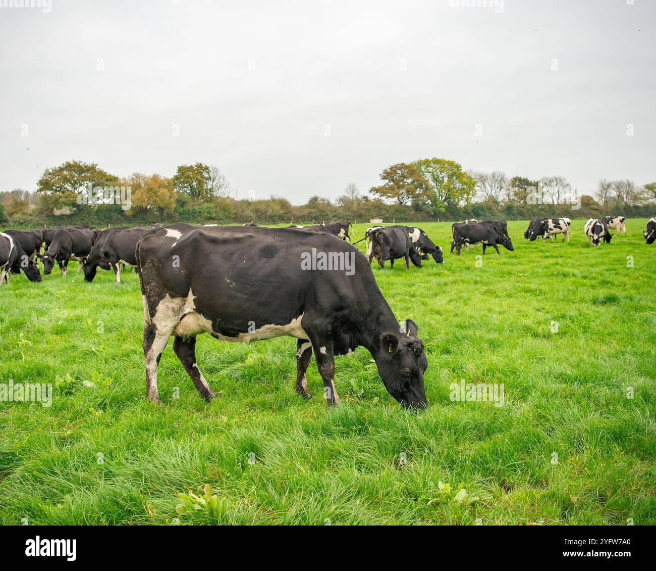 Herd dairy cows grazing in hi-res stock photography and images - Alamy