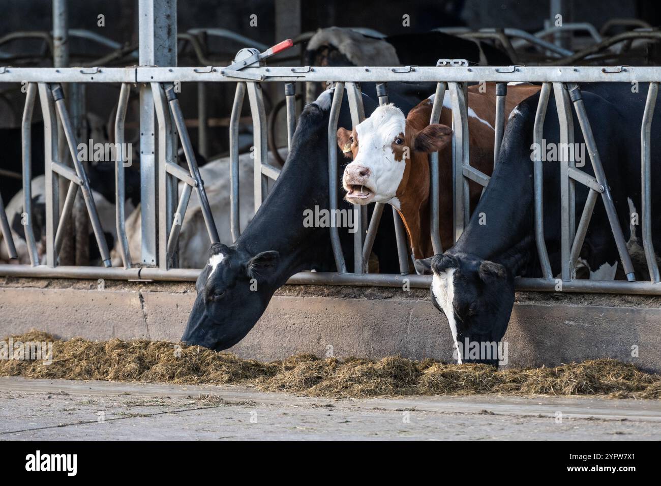 cows farmyard animals locked in a corral, cow pen enclosure for ...