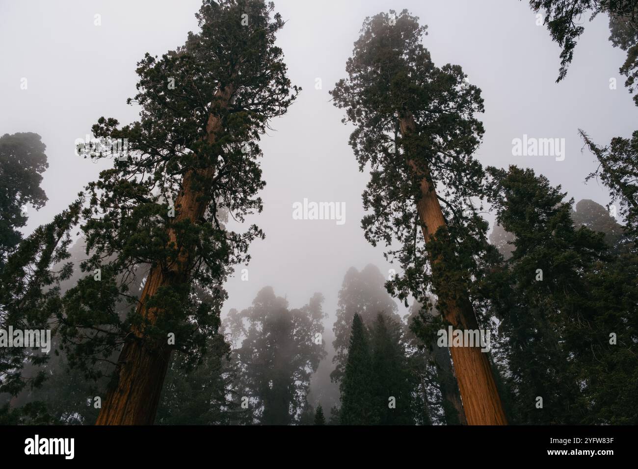 Sequoia dreams hi-res stock photography and images - Alamy