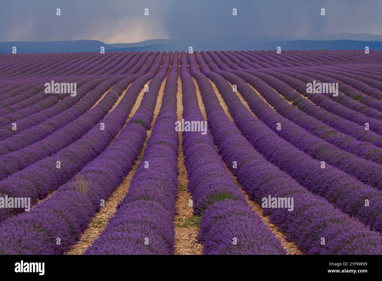 Lavender fields stretch across landscape hi-res stock photography and ...
