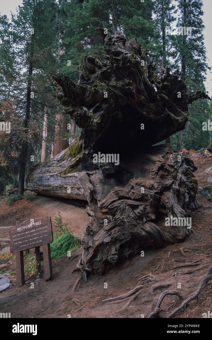 Michigan tree sequoia national park hi-res stock photography and images - Alamy