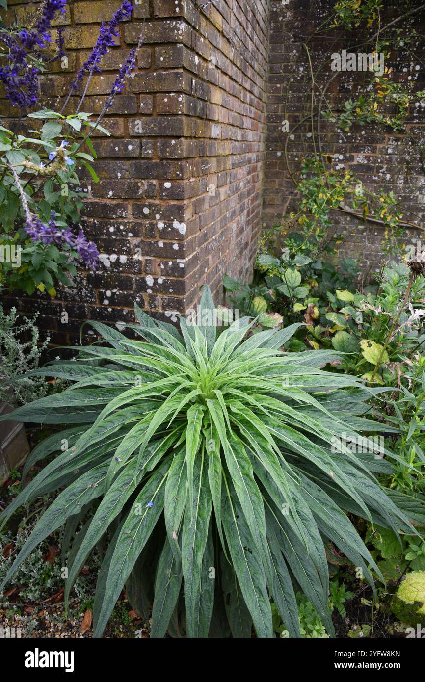 Showy corner plot hi-res stock photography and images - Alamy