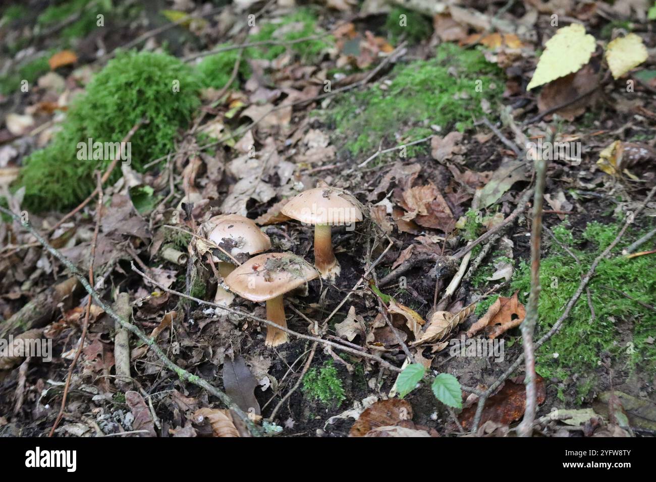 Clubfoot hi-res stock photography and images - Alamy