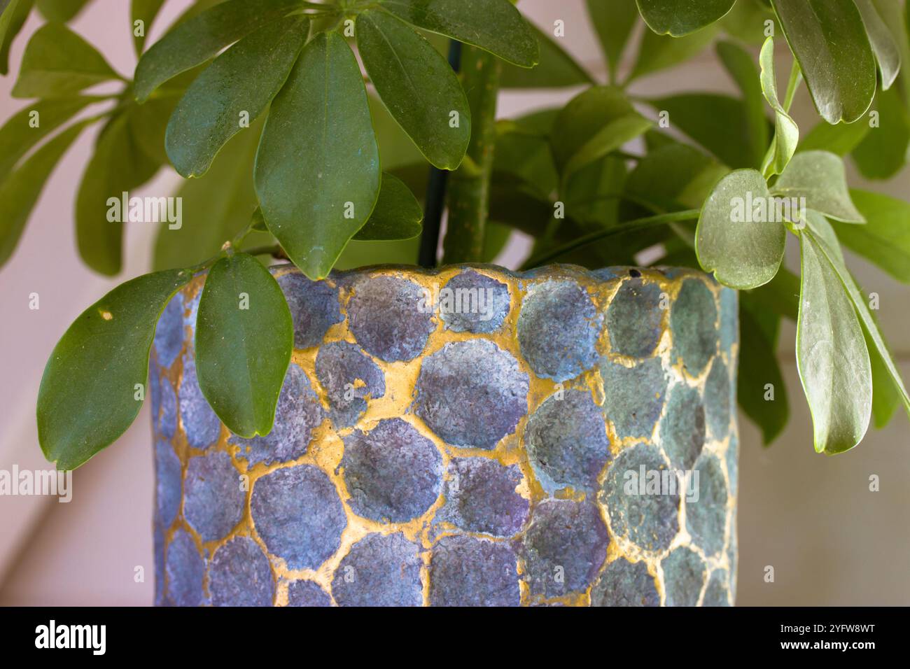 Schefflera arboricola plant with green leaves. Dwarf Umbrella tree ...