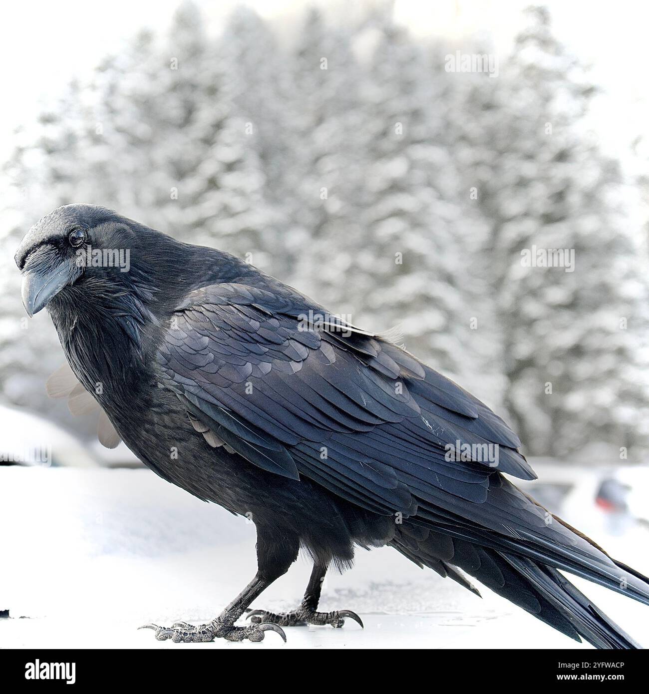 Raven canada winter not crow hi-res stock photography and images - Alamy