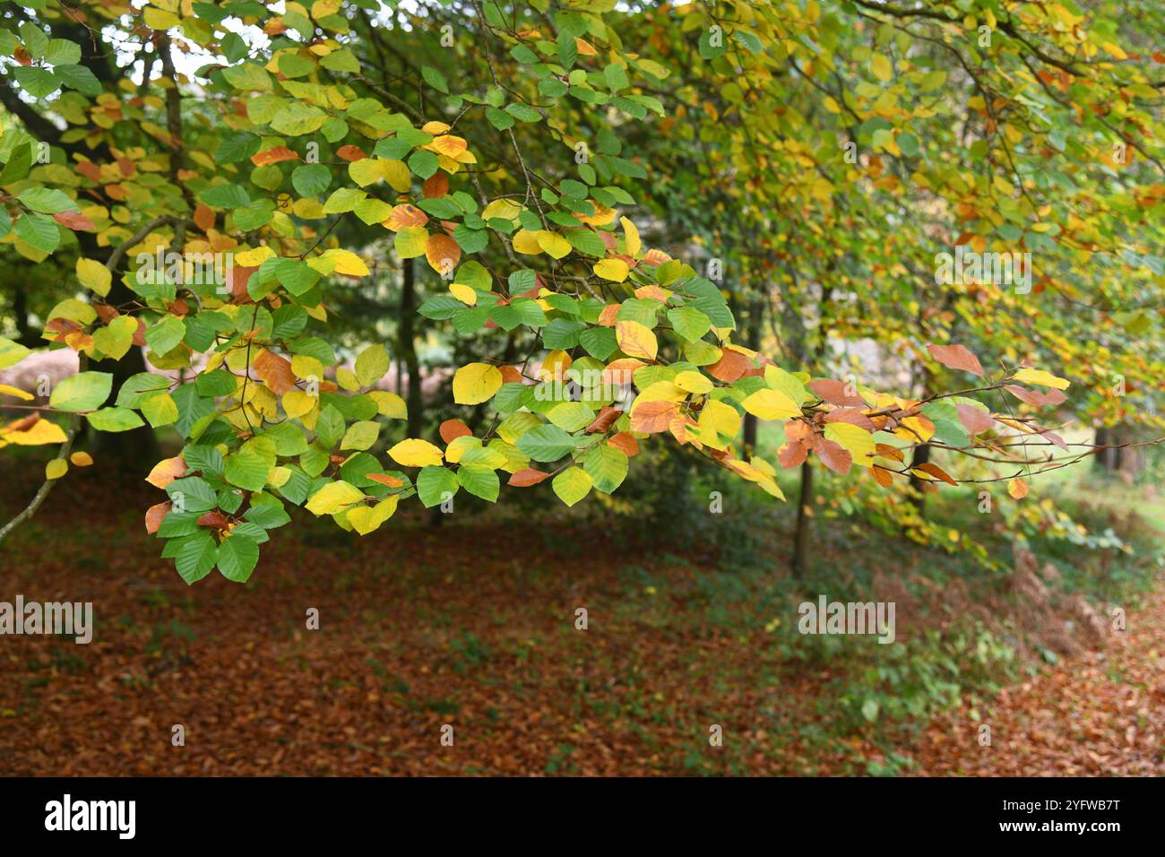 Beech leaves turning gold hi-res stock photography and images - Alamy