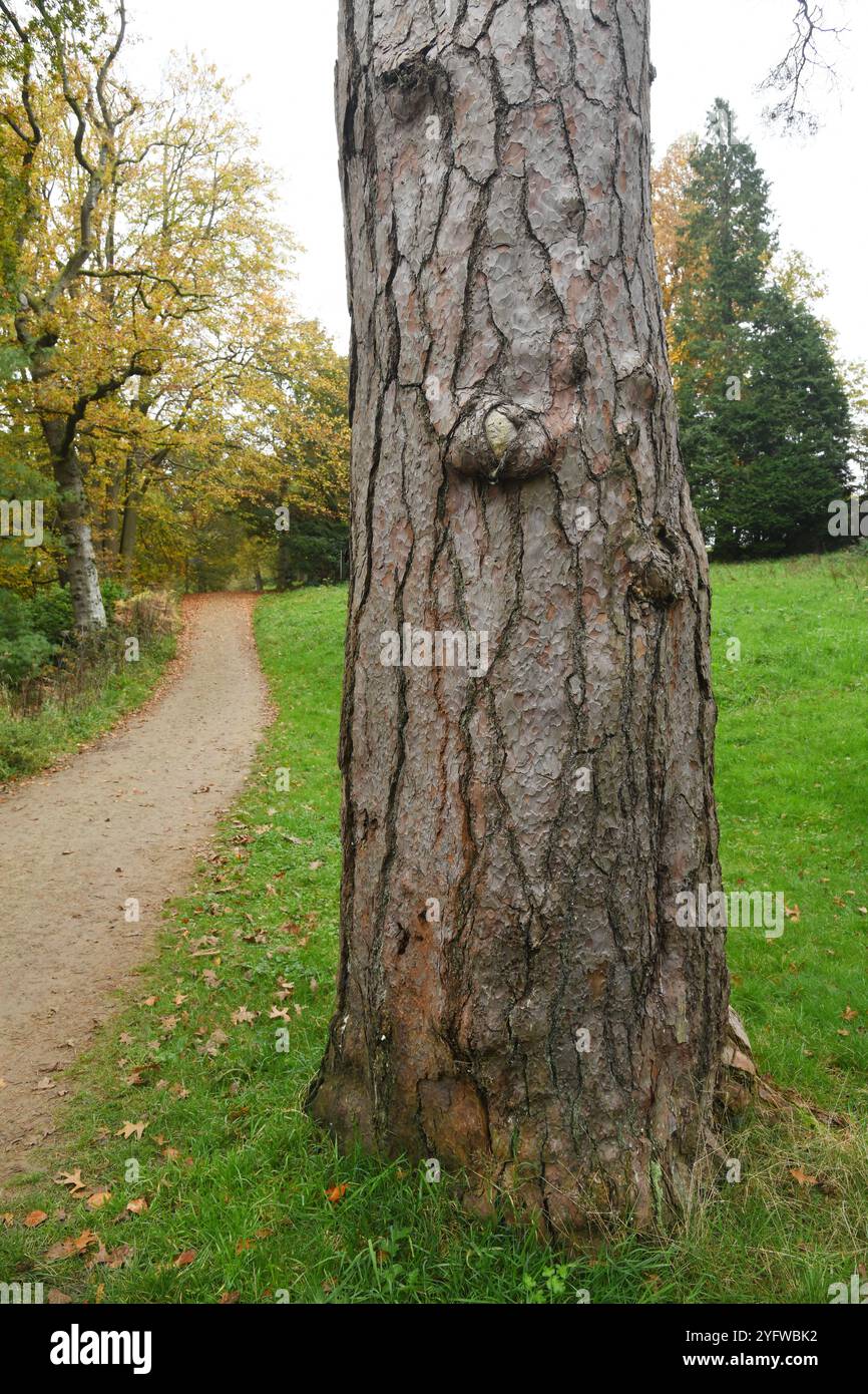 Drooping pine tree hi-res stock photography and images - Alamy
