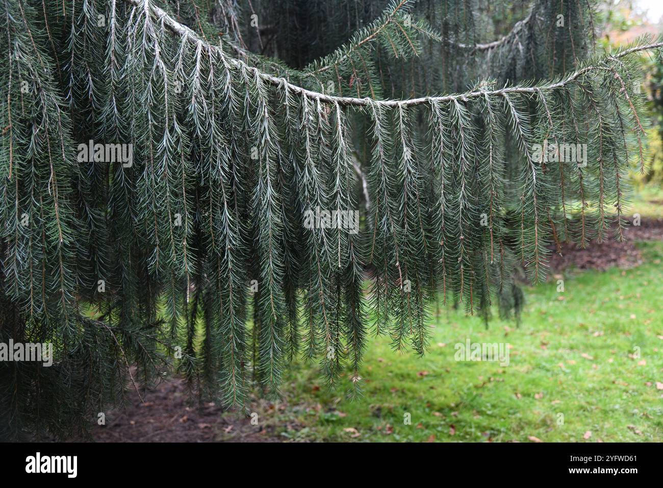 Droopy pine tree Stock Photo - Alamy