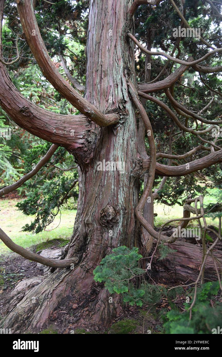 Wakehurst botanic hinoki tree hi-res stock photography and images - Alamy