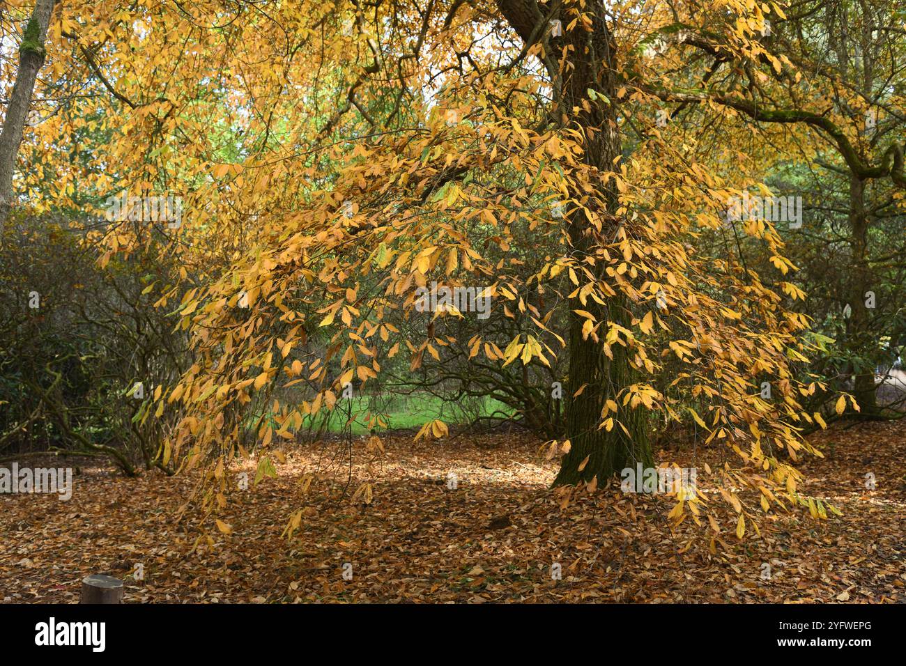 Nyssa sylvatica turning gold hi-res stock photography and images - Alamy