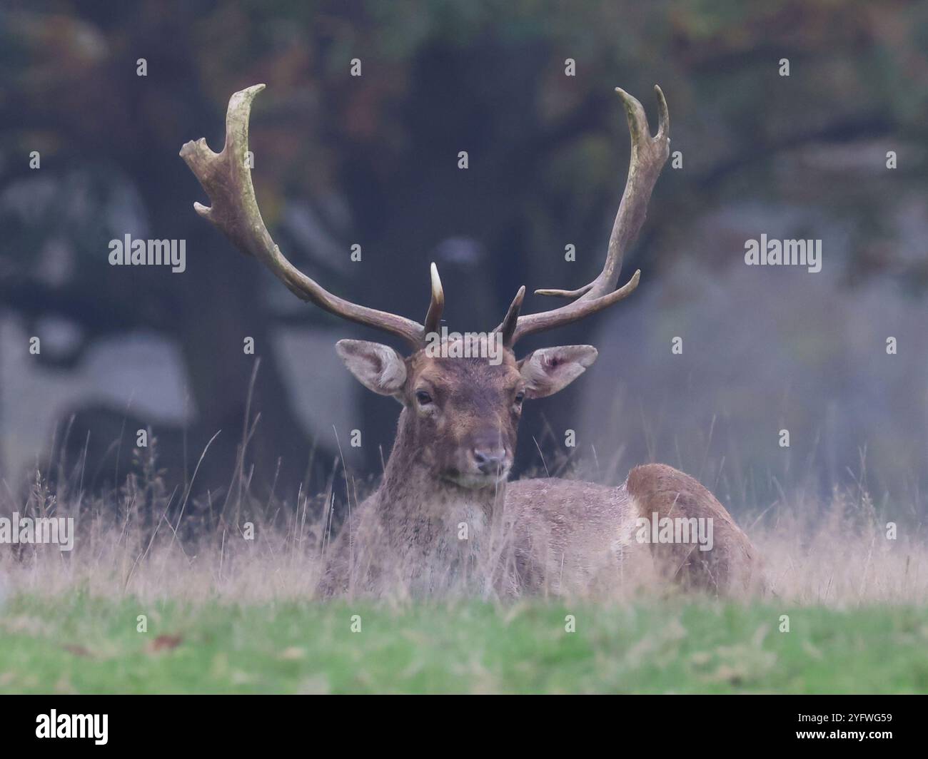 Stag Deer at Dagnam Park The Manor Harold Hill Romford Essex on 5th ...