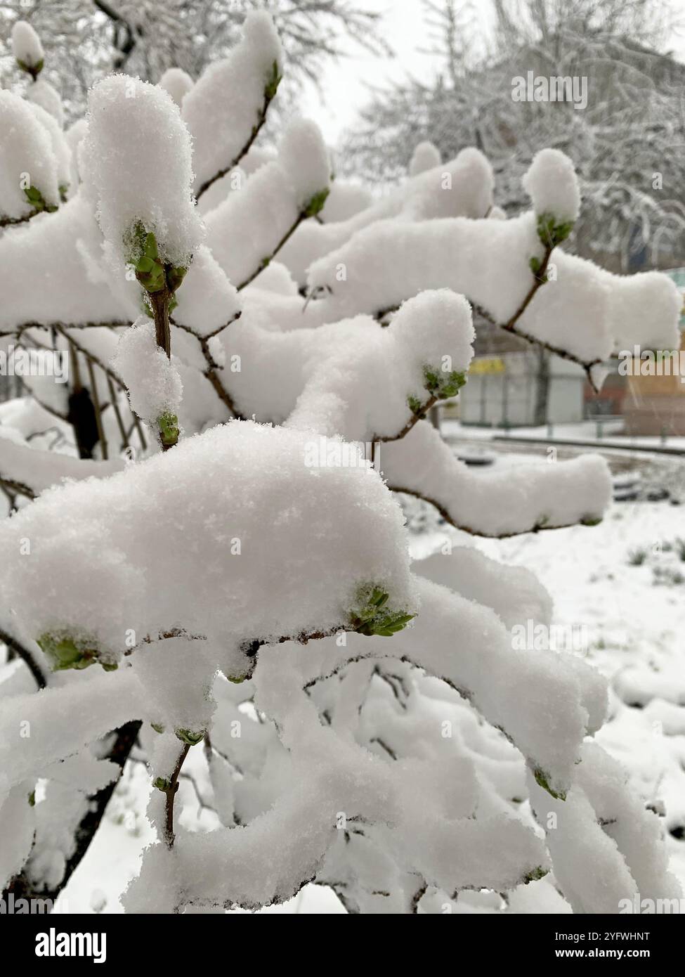 White snow caps snowdrifts hi-res stock photography and images - Alamy