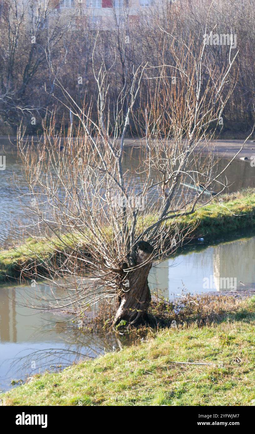 School under tree hi-res stock photography and images - Alamy