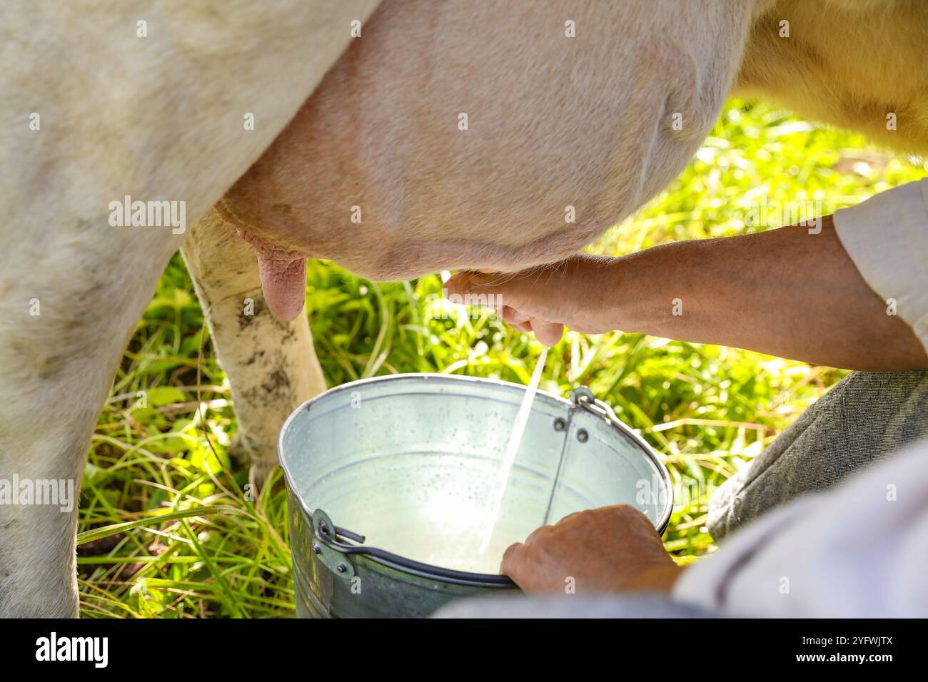Cow in backyard hi-res stock photography and images - Alamy